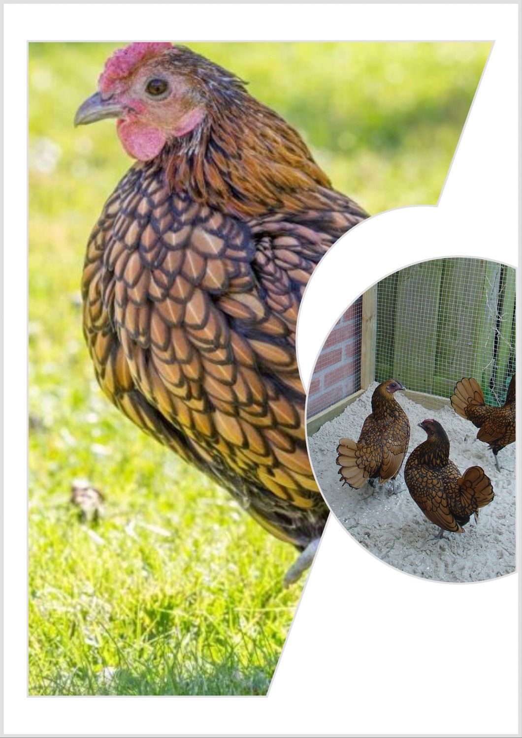 The Differences Between Bantam Chicken Egg, Silkie Egg, and Silky Eggs ...